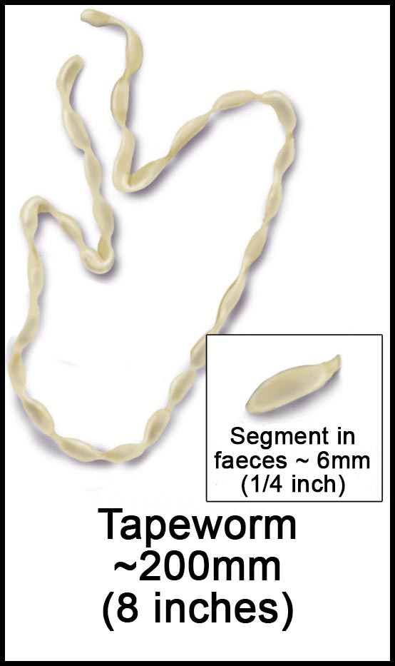 Tapeworms
